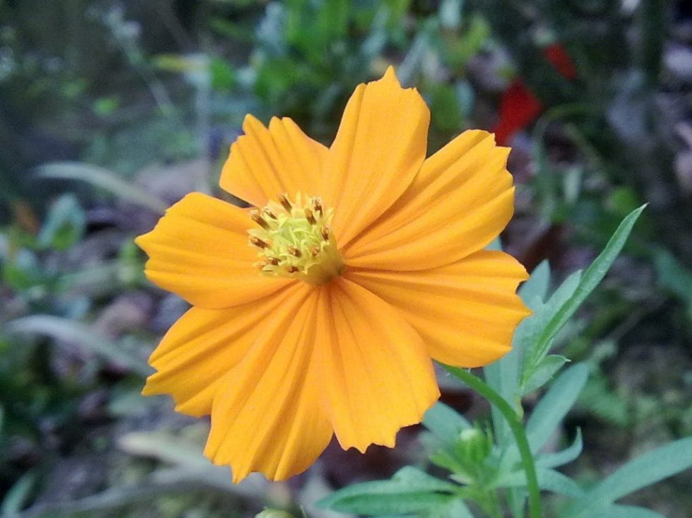 Kalimantan Utara | IWareBatik