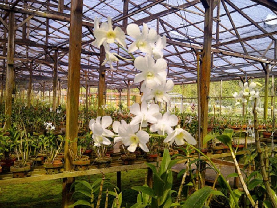 Orchid Botanical Garden | IWareBatik