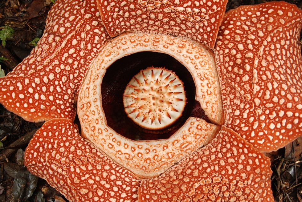 Bengkulu | IWareBatik