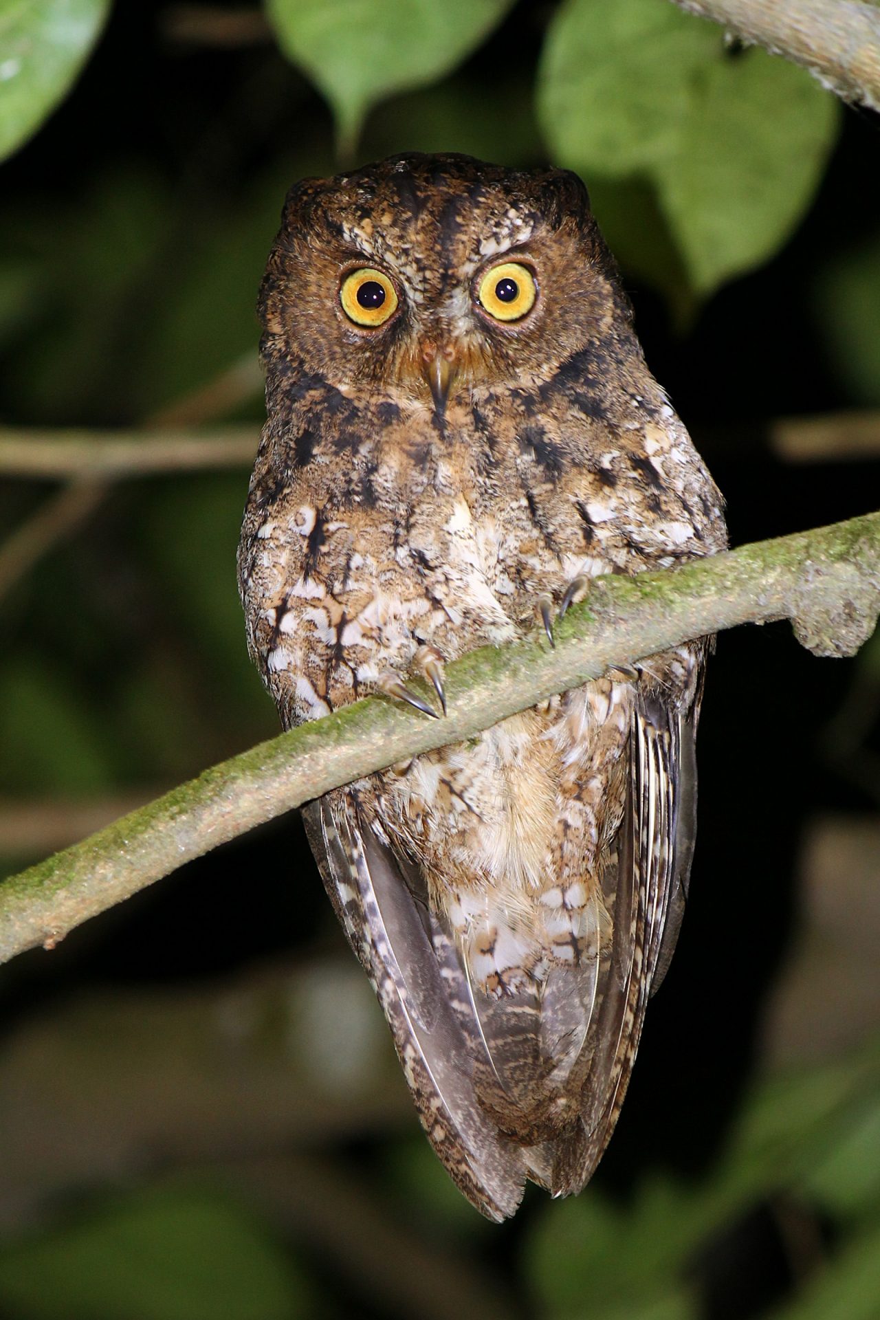 Sulawesi Utara | IWareBatik